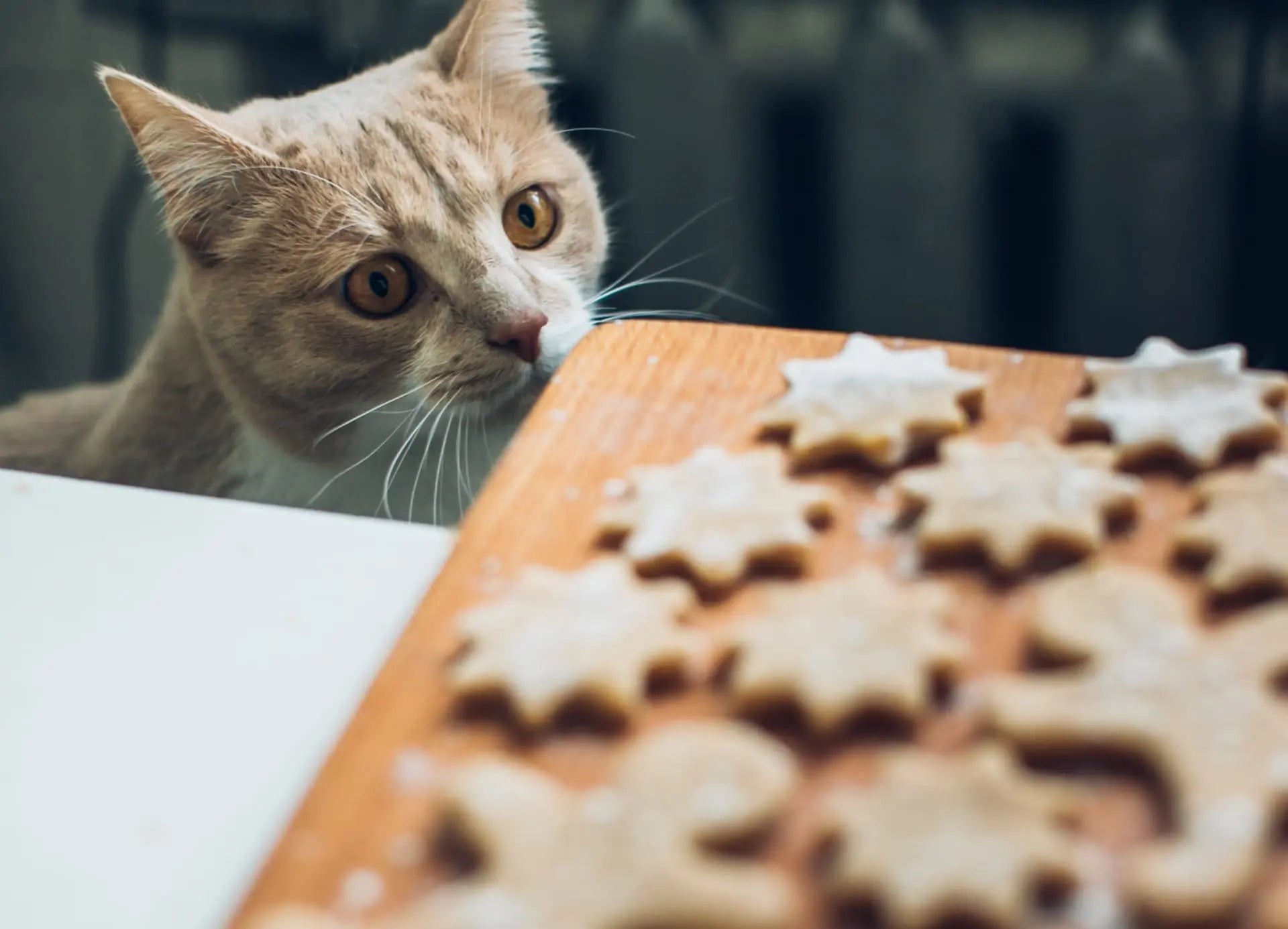 How to Cook for Your Cat: 10 Must-Try Recipes for Feline Foodies ...
